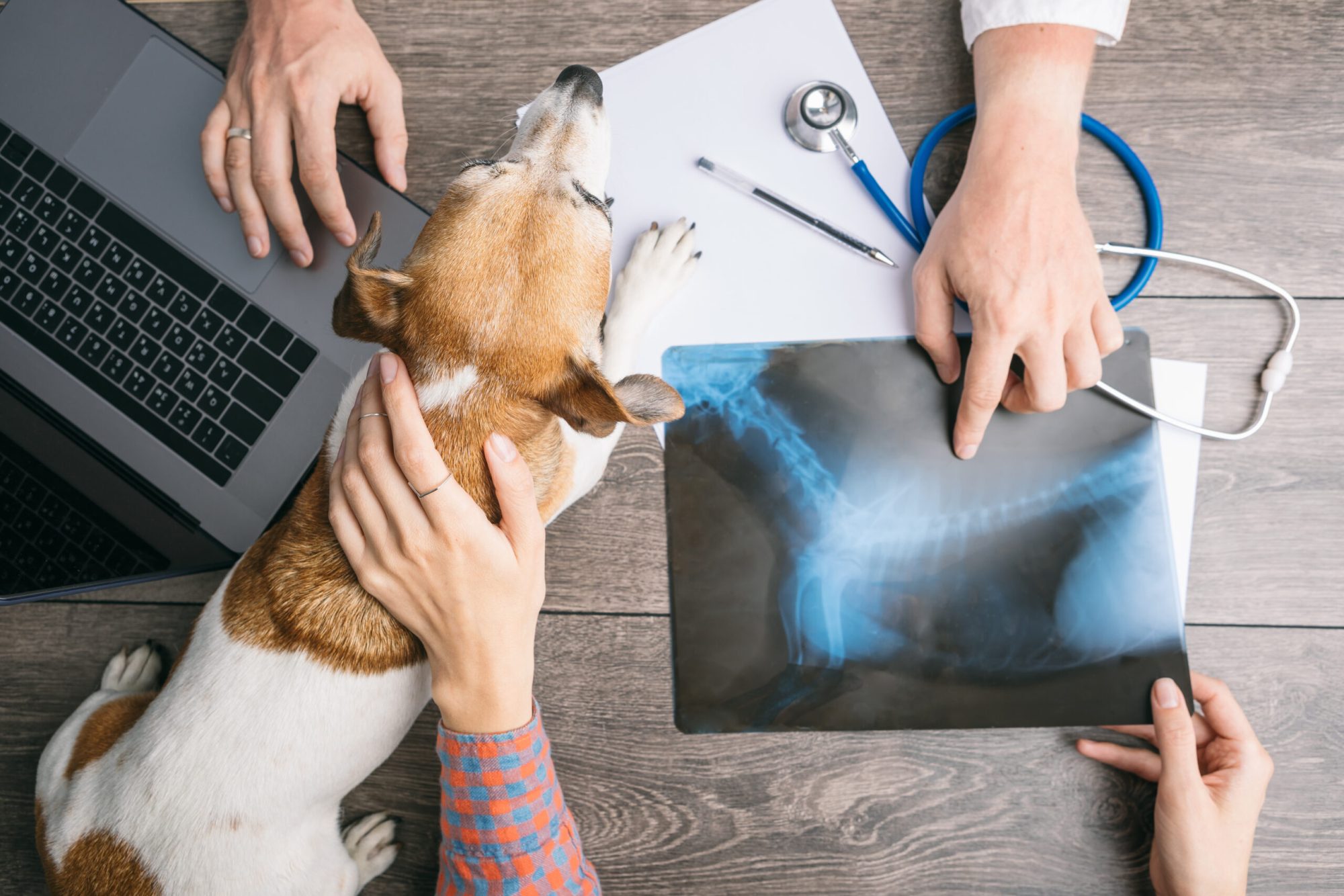 The Vet Consultancy - The Consult Room, Pet lifestyle inspiration ...