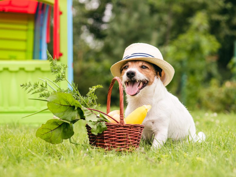 Addressing Recruitment and Retention Challenges in Veterinary Medicine ...